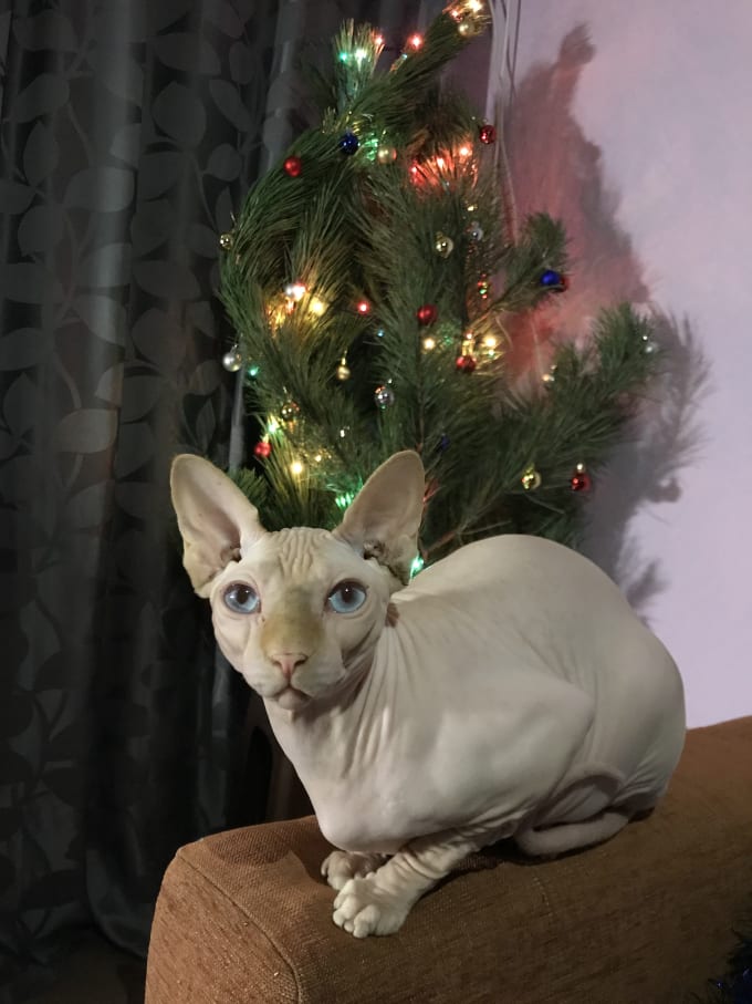 Be a cat sphinx model for you by Veroniquetysh | Fiverr