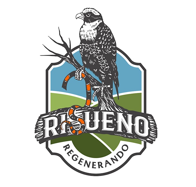 Do make an modern custom falcon logo by Kelly_roberts45 | Fiverr