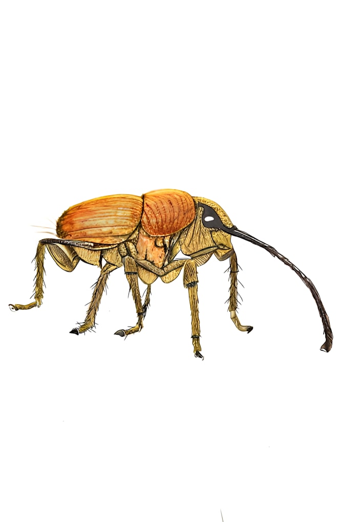 Draw a bug you like by Atinyartgarage | Fiverr