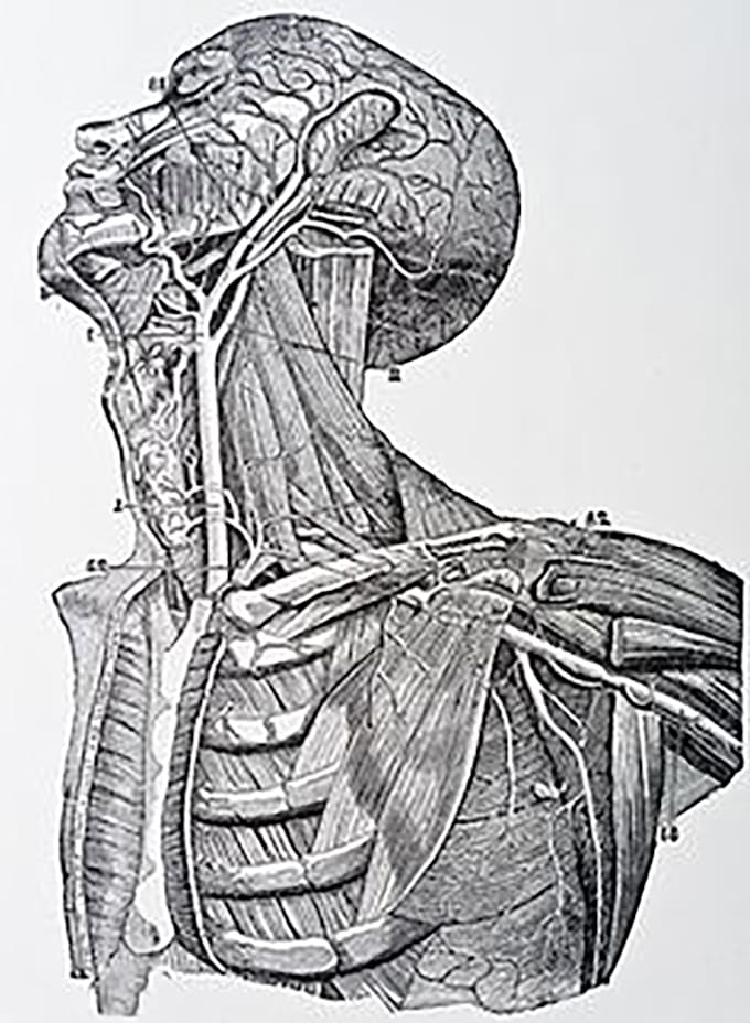 Do your anatomy drawings for you by Corneliobiag | Fiverr