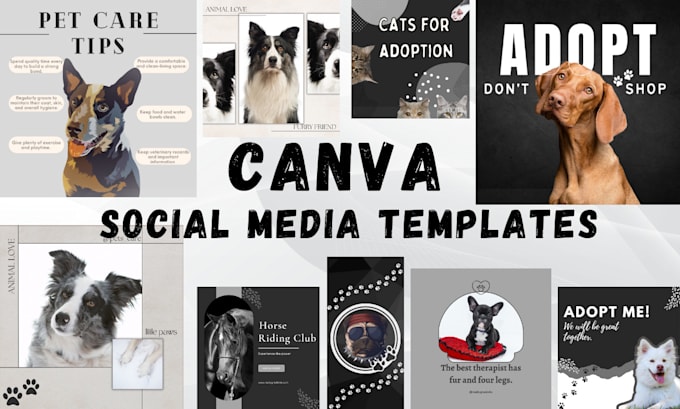 Create amazing designs using canva pro by Aashritha_danda | Fiverr