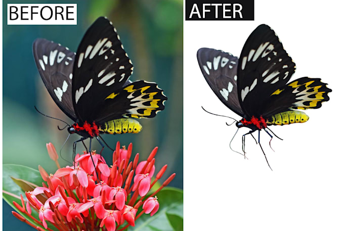 Remove and fix background 30 photos in 12 hours by Arslandesign12 | Fiverr