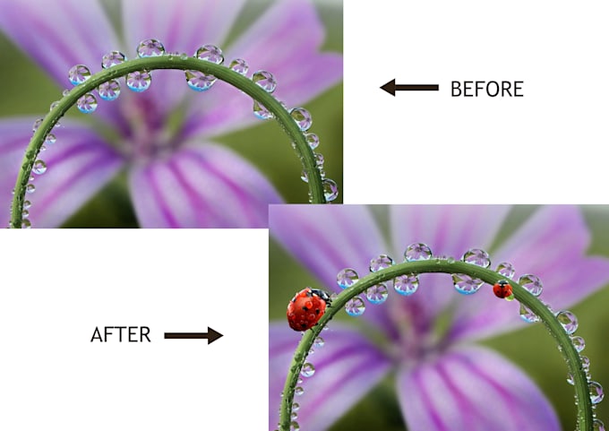 Do photoshop editing, change, remove background from image by Jeeny14 | Fiverr