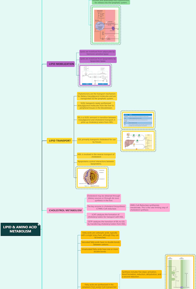 Create colorful medical mind maps by Emanali3412 | Fiverr