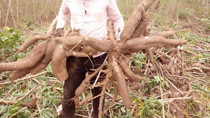 Cassava crops cultivation guide by Ezosike | Fiverr