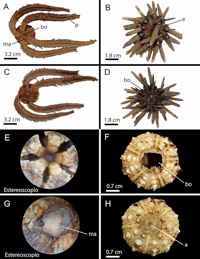 Edit photographs to create figures for science articles by Ariel ...