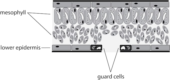 Create teachers pay teachers teaching resources and lesson plans by Weswest1 | Fiverr