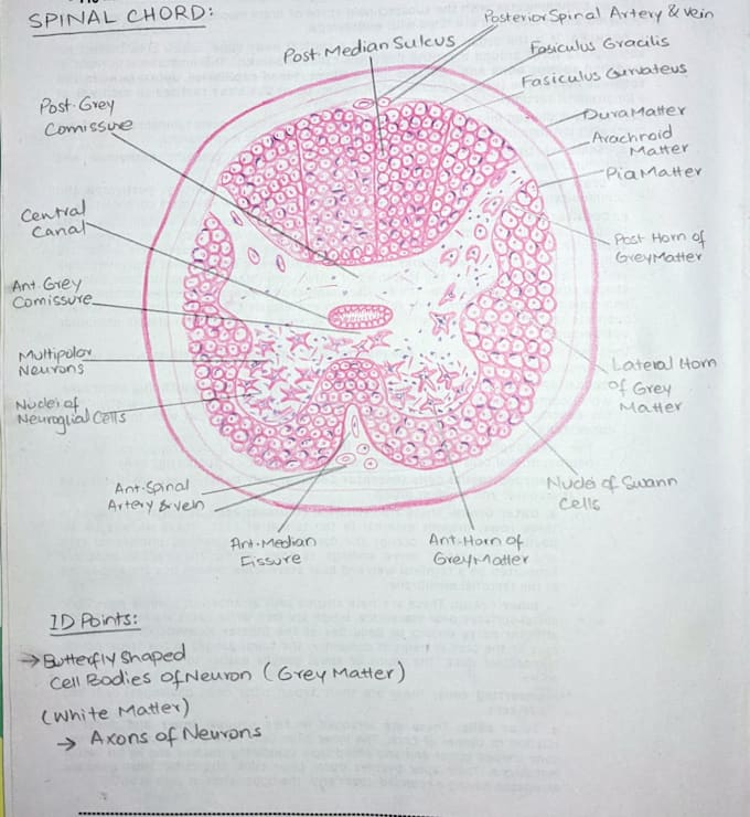 Draw your diagrams for biology and anatomy by Abdulaziz836 | Fiverr