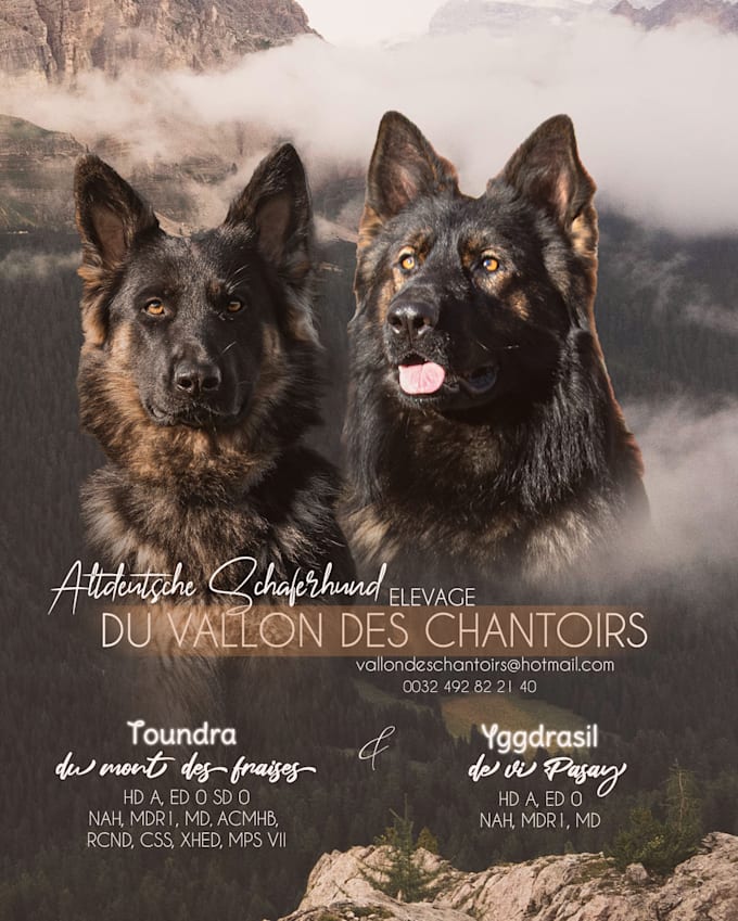 Create your flyer poster for dog breed see my pictures by Davidligeois ...