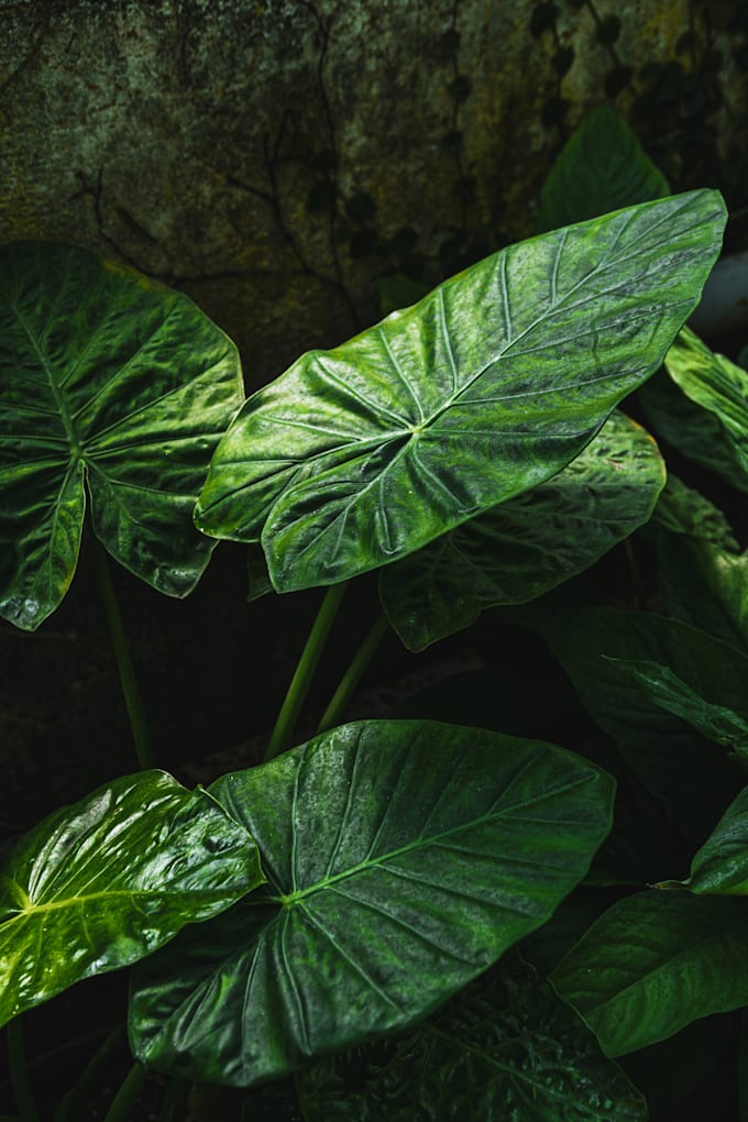 Edite any image in use lightroom by Shehan_15 | Fiverr