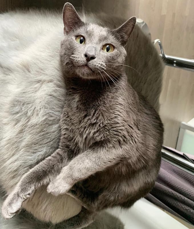 Be your cat model by Ciaonaomi | Fiverr