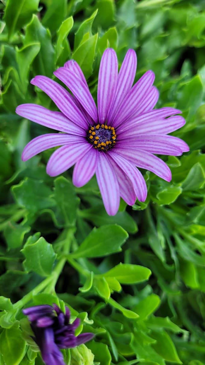 Take the best close up shots for you by Greatgreenfrog | Fiverr