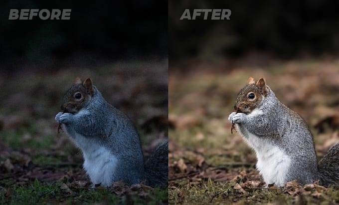 Edit and retouch your wildlife photography by Loganjohnston01 | Fiverr