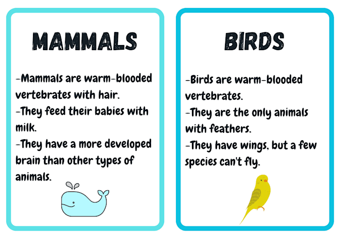 Create any type of flash cards by Neha70678 | Fiverr