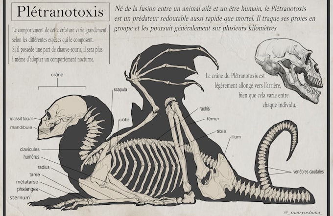Draw anatomy reference sheet for your creatures by Matryoshiika | Fiverr