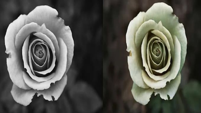 Turn black and white photos into color photo by Adarsh1_v | Fiverr