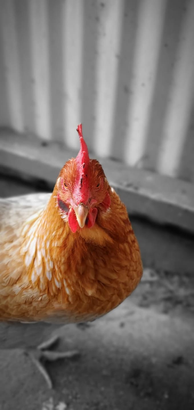Send you a decent quality photo of my pet chickens face by ...