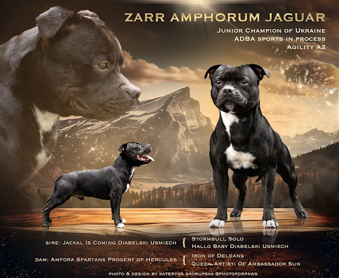 Do design stud adverts, kennel presentations and litter announcements ...