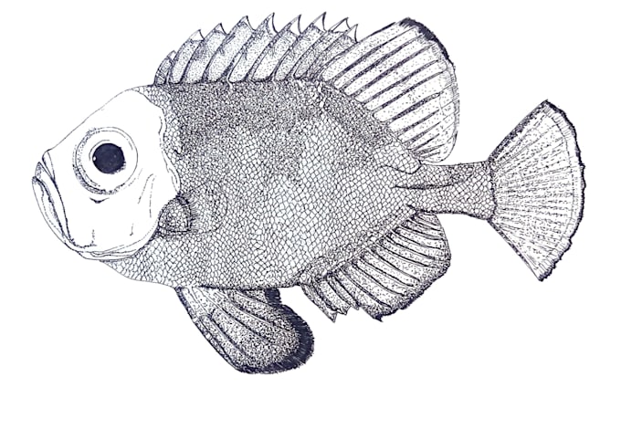 Do scientific illustrations with ink by Erikahernanda19 | Fiverr