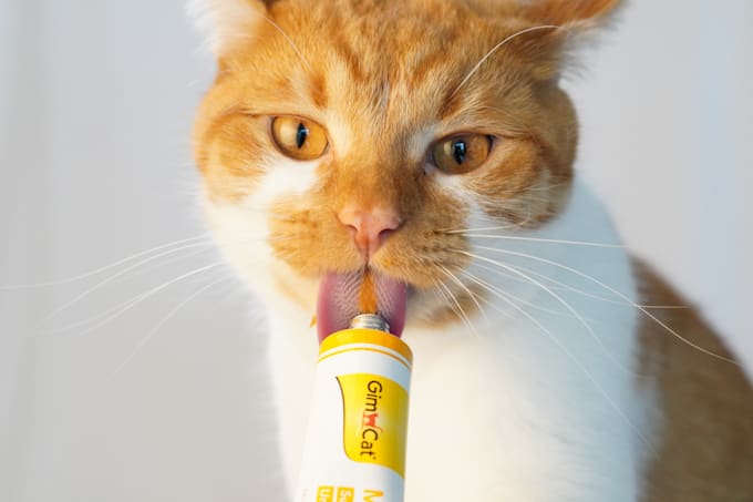 Be your cat model for ugc photos by Fv_production | Fiverr