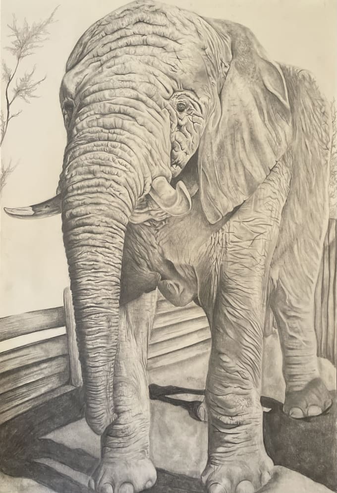 Create detailed pencil drawing of pet or animal by Artyolive | Fiverr