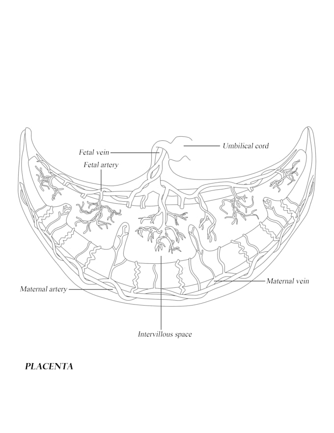Create simplified medical anatomy diagrams by Laajverdabidi | Fiverr