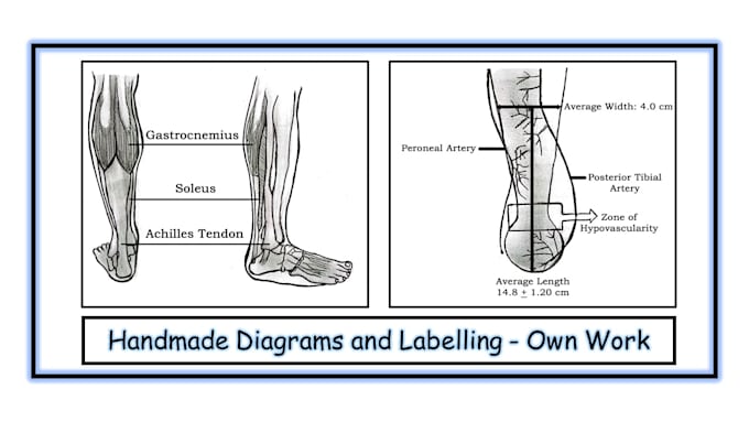 Draw medical art, anatomy and biology diagrams by Sarimmumtaz551 | Fiverr