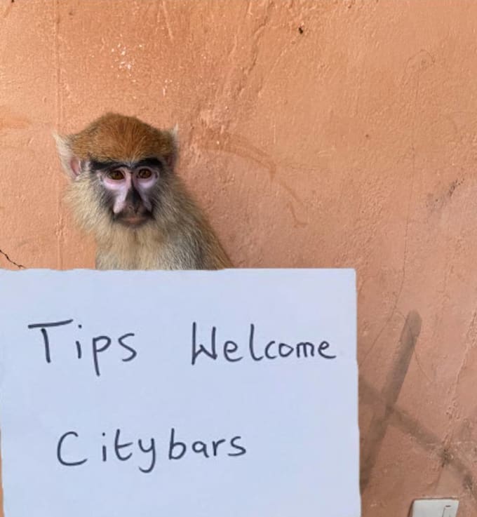 Create custom monkey fan signs by Tomzhu398 | Fiverr