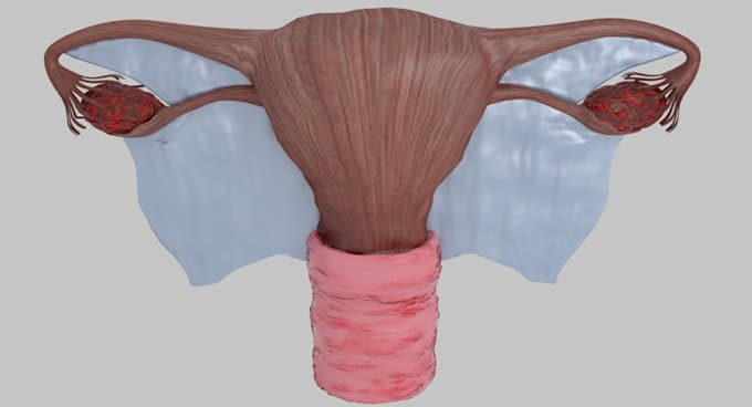 Mold realistic 3d anatomy sculpture, animal organ,fascia muscle design ...