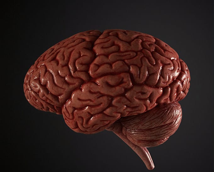 Design 3d human anotomy,muscles fascia, joints,realistic organ in ...