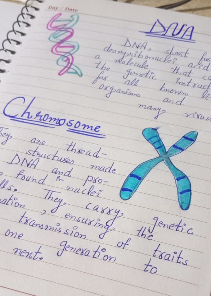 Write neat handwritten letters, notes, and assignments by Ayesha ...