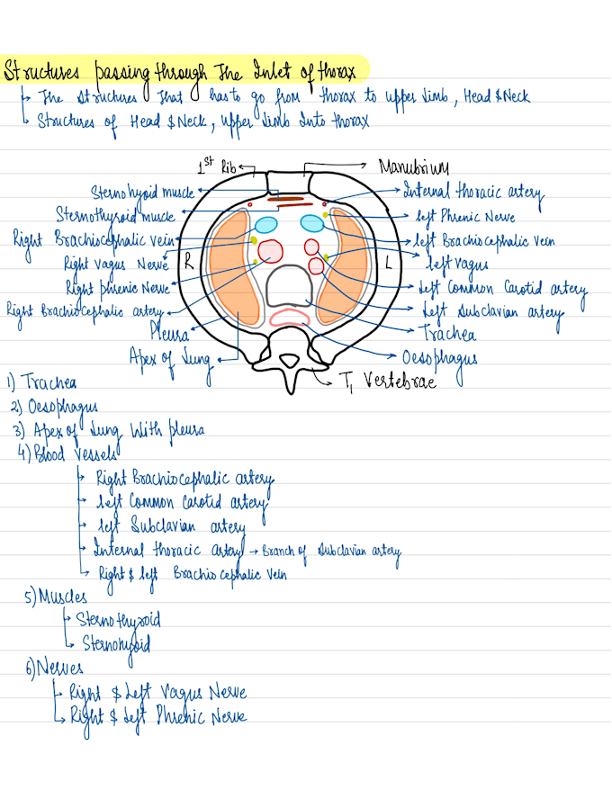 Provide my handwritten anatomy notes and tutorials by Bajrang_mbbs | Fiverr
