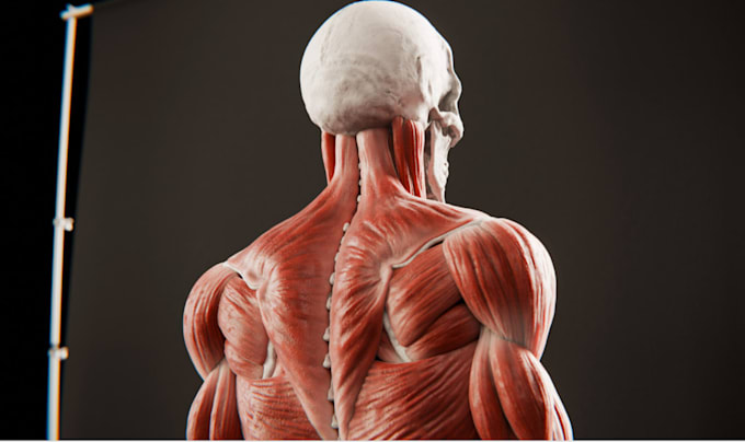 3d medical character model, 3d anatomy model, 3d dentures, exocad ...