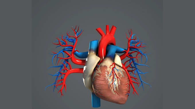 Create 3d medical animation, explainer, and surgical videos, surgical ...