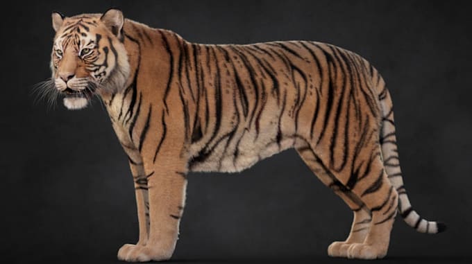 Build 3d character for wildlife animation,vfx video,furry animal in ue5 ...