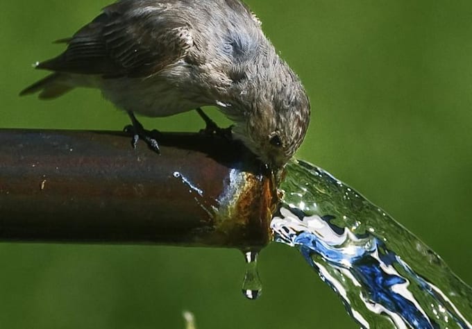 Give water to birds daily in summer praying for you to support the ...