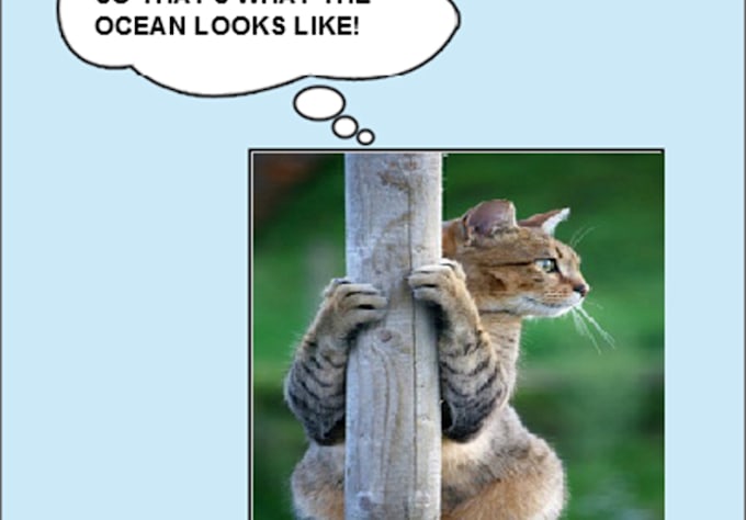 Sell you i meme therefore i am my collection of 50 hilarious ...