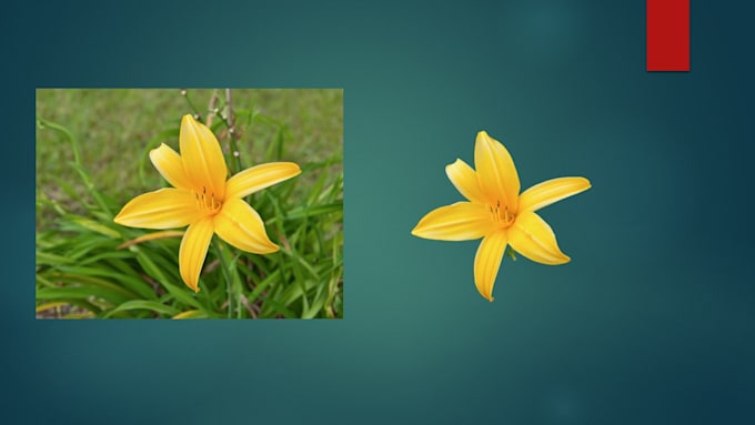 Remove background image bitmap and vector format by Dekawildan | Fiverr