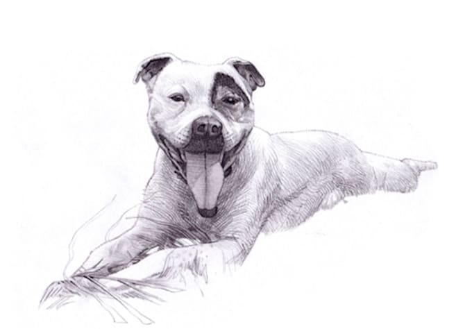 Draw your lovely pet in pencil drawing by Drawportrait | Fiverr