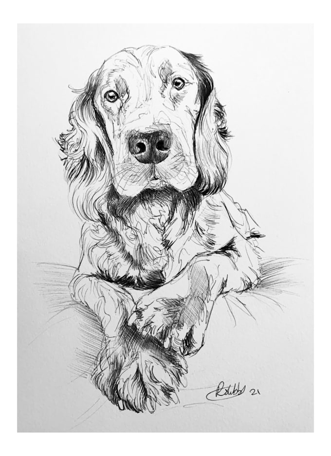 Draw an original biro sketch of your pet by Rachelstubbsart | Fiverr