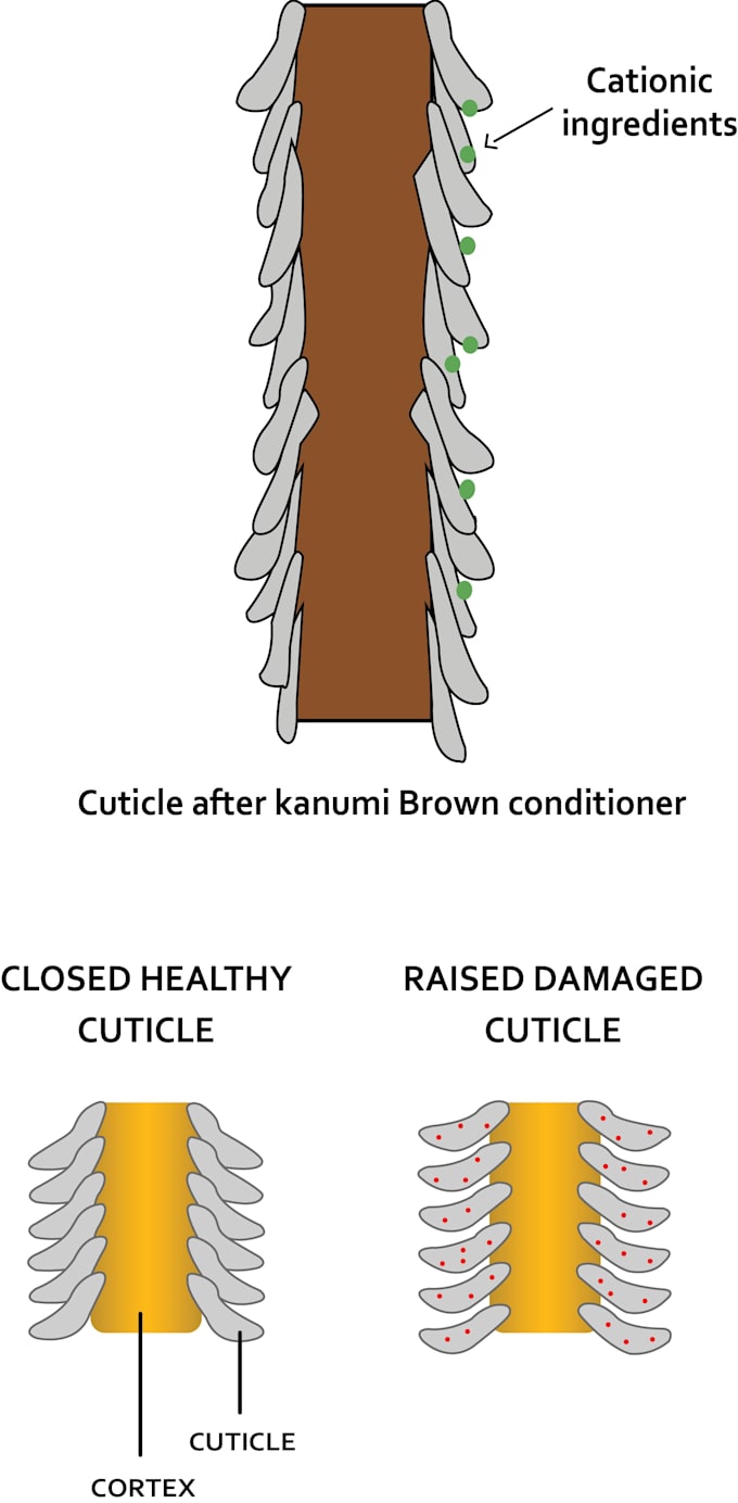 Vector trace redraw vectorize any logo or image in illustrator by Jawad ...