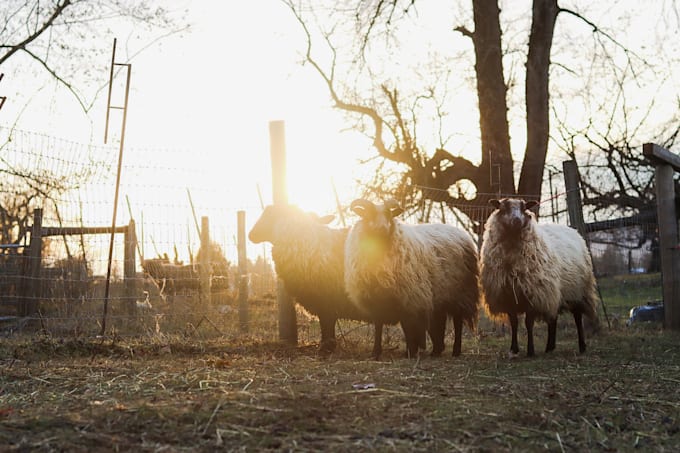 Provide farm animal photography by Ellkehl | Fiverr