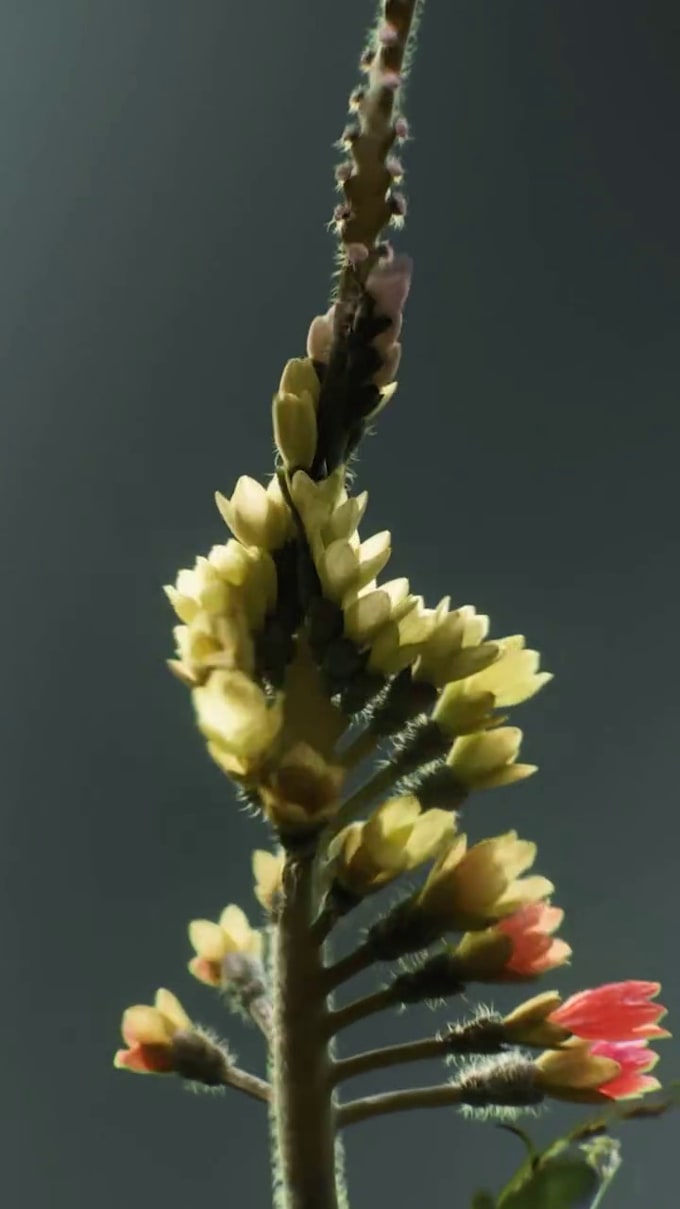 Create realistic 3d plant and flower model animations for visual and ...