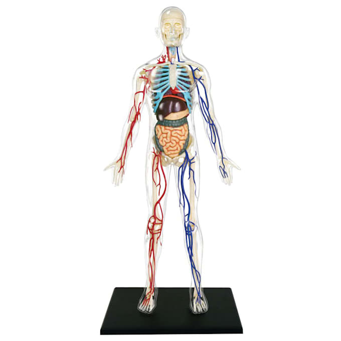 Design anatomy, illusration scientific biomedical skeletal system organ ...