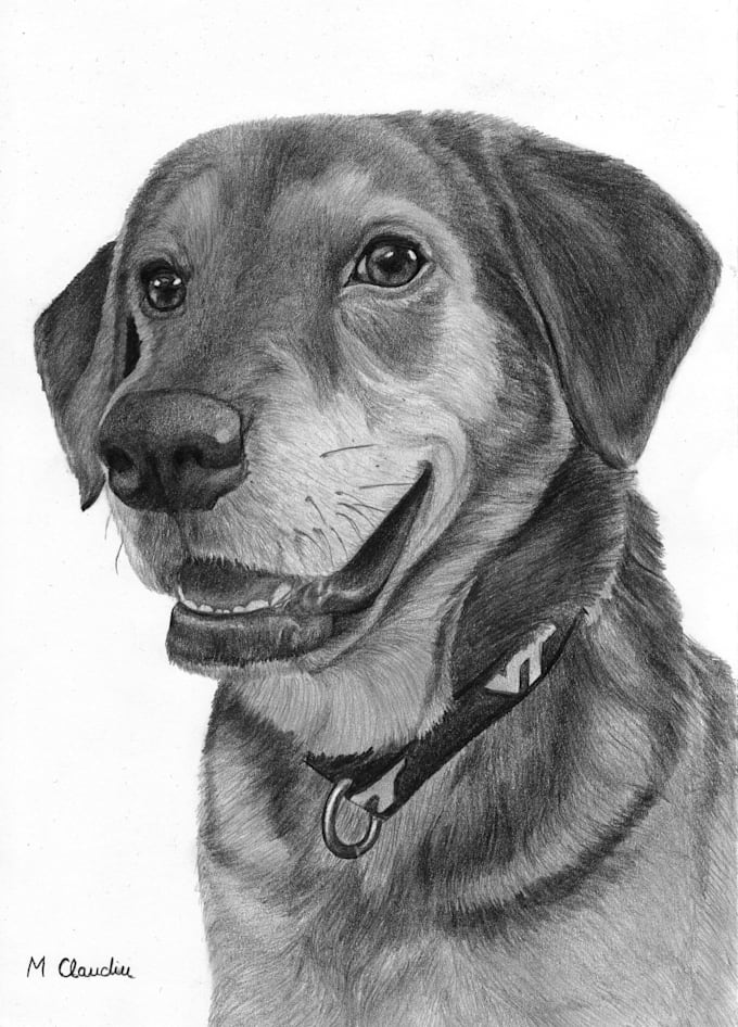 Draw a pet pencil drawing by Mclaudyu