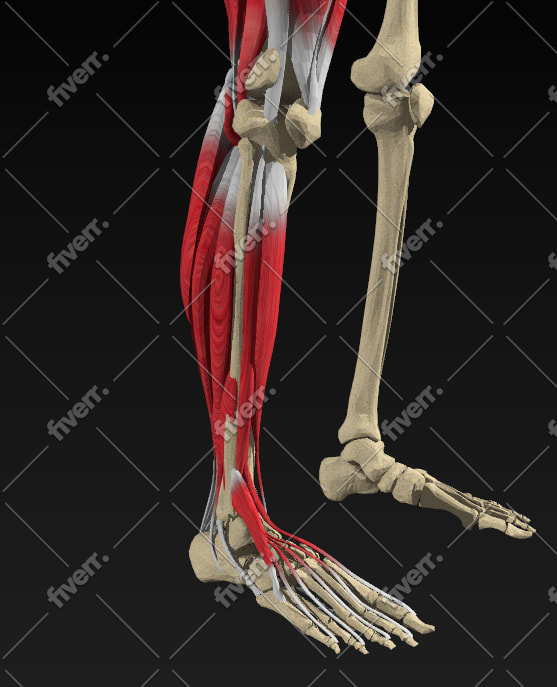 Create 3d model of medical anatomy by Christian_ibo | Fiverr