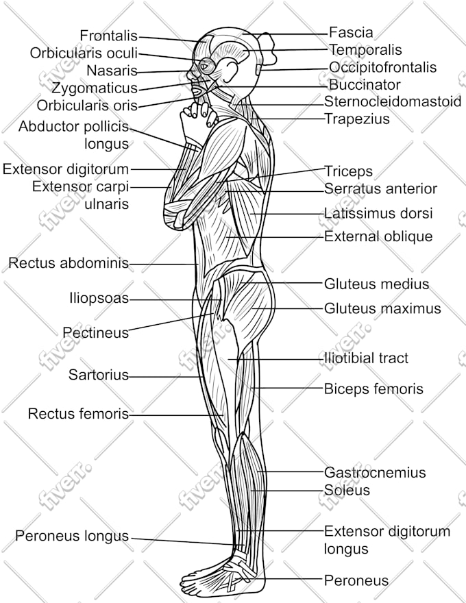 printable veterinary anatomy coloring pages