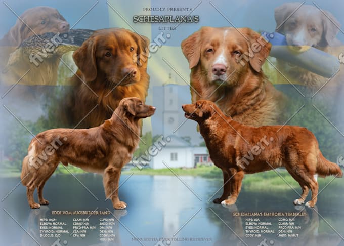 Design a litter announcement,banner,flyer for dog breeders by Anix01 ...