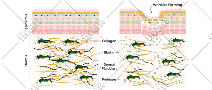Label design, supplement label, protein box, bottle label by Ayesha_bd ...