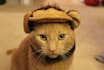 Send photo of cat in a monkey hat with message by Etiqueta | Fiverr